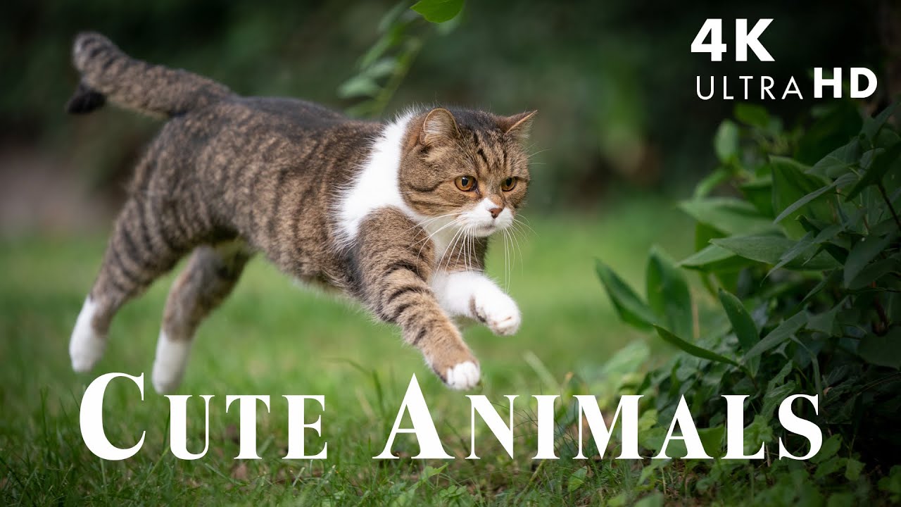 Baby Animals Special Episode - Do You Like Lovely Moments Of The Wild ...