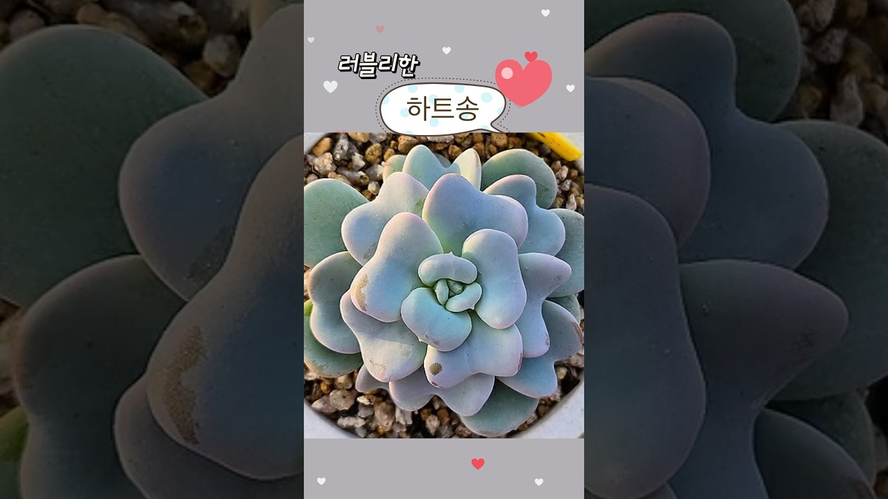신상품 신상다육 하트송 에케베리아 다육이 다육식물 다육이라이브 다육화분 다육판매하는곳 다육 Succulent