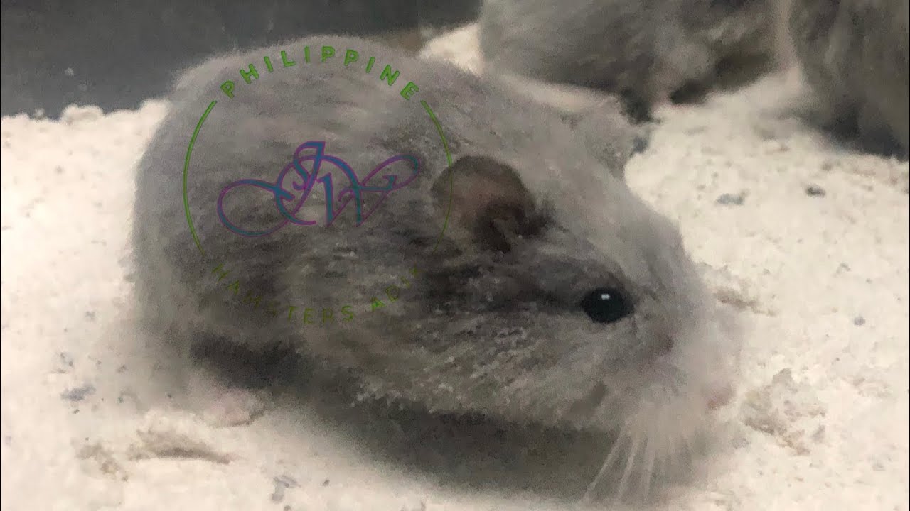 Roborovski Blue and Blue Pied - YouTube