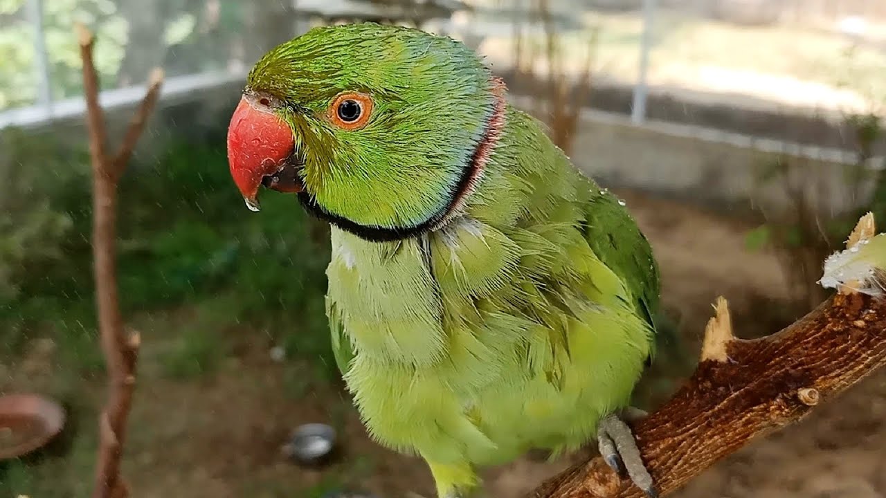 Parrot Taking a Bath Compilation - YouTube