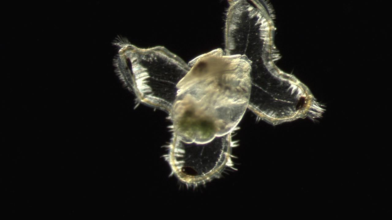 Veliger with four lobes - YouTube