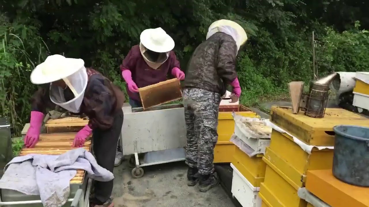 memanen madu - YouTube