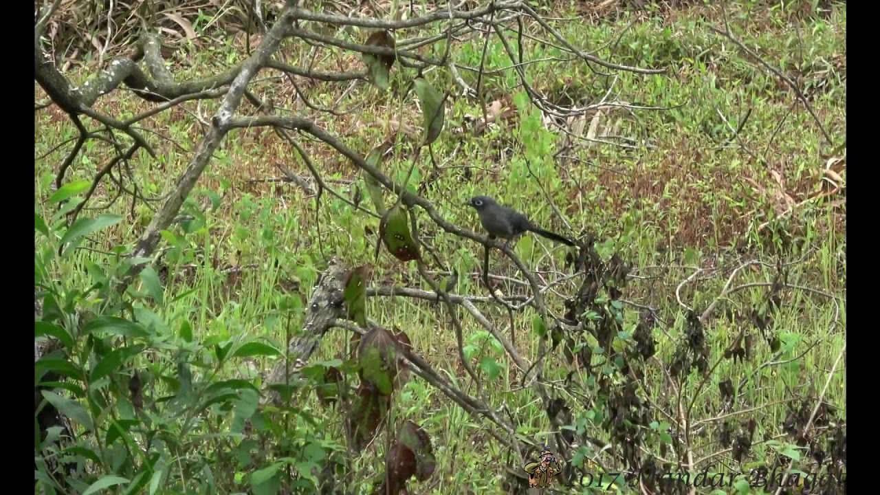Blue-faced Malkoha (Phaenicophaeus viridirostris) Foraging - YouTube