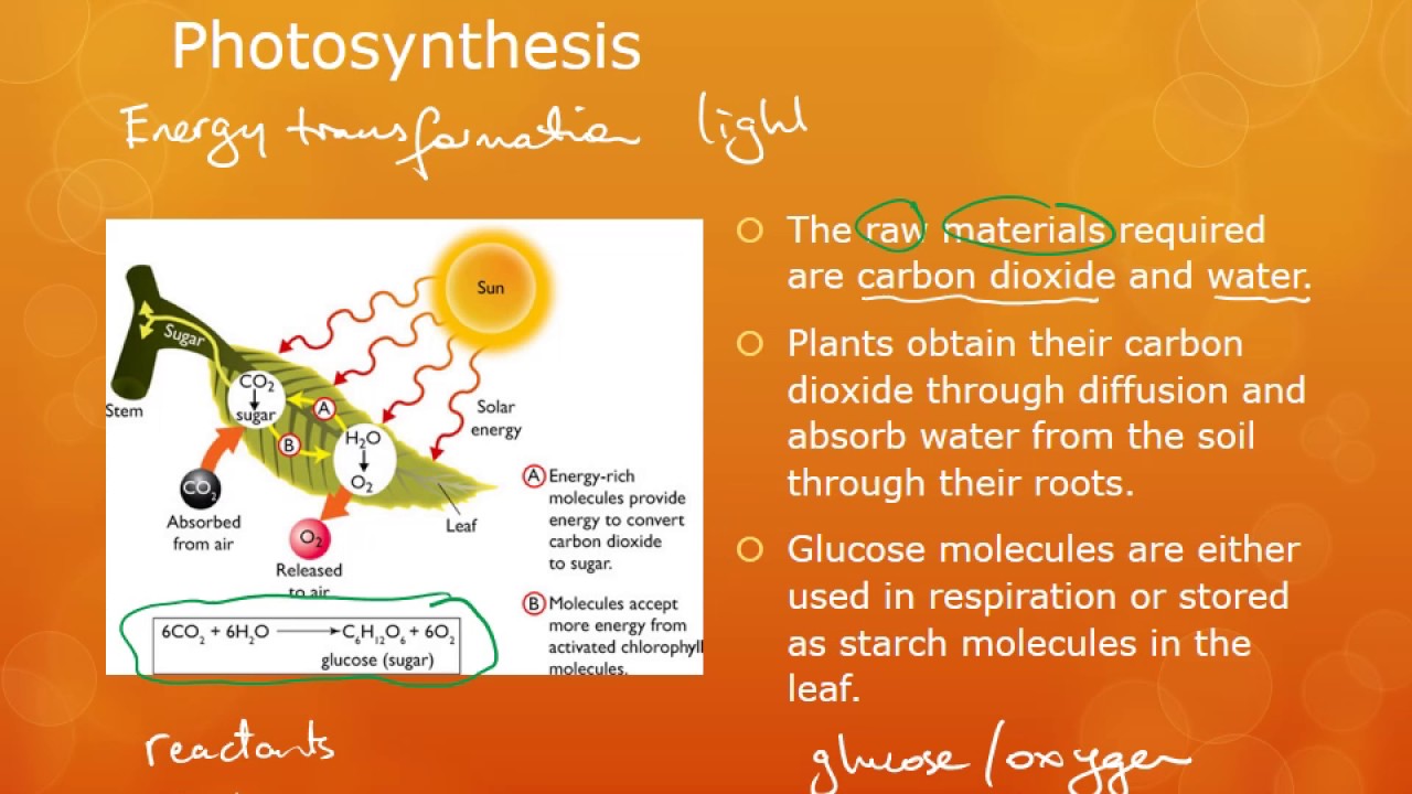 E#1 Photosynthesis - YouTube