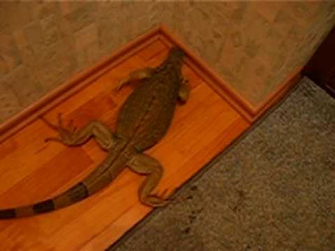 iguana pregnancy - YouTube