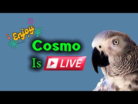 Cosmo the funny parrot is live! - YouTube