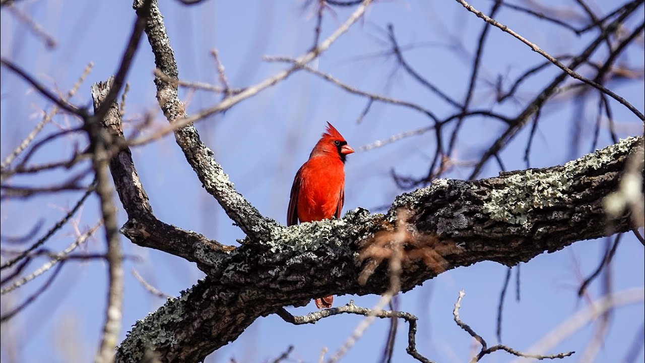 Northern Cardinal Song (15 April 2023) - YouTube