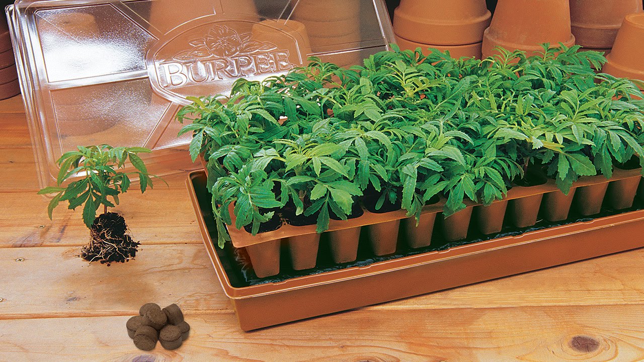 Seed Starting Part1 YouTube seed-starting-part1-youtube