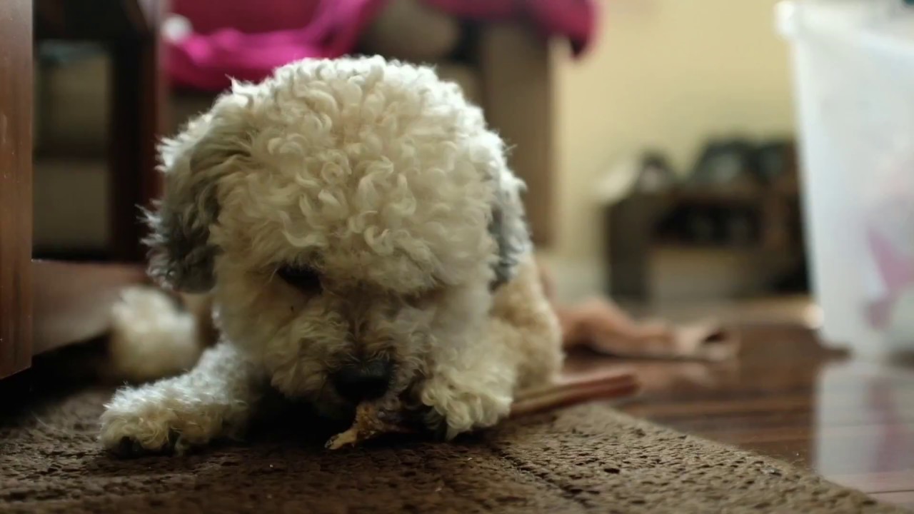Fujifilm x100F | Sample Video Clip