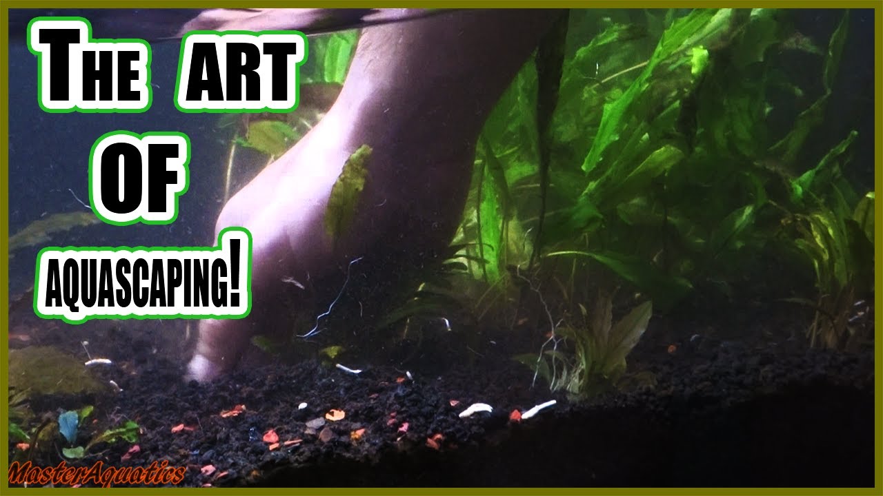 The art of Aquascaping! Re aquascaping my 125 gallon tank! - YouTube