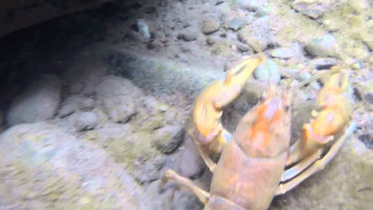 Crayfish at Lost River State Park, West Virginia - YouTube