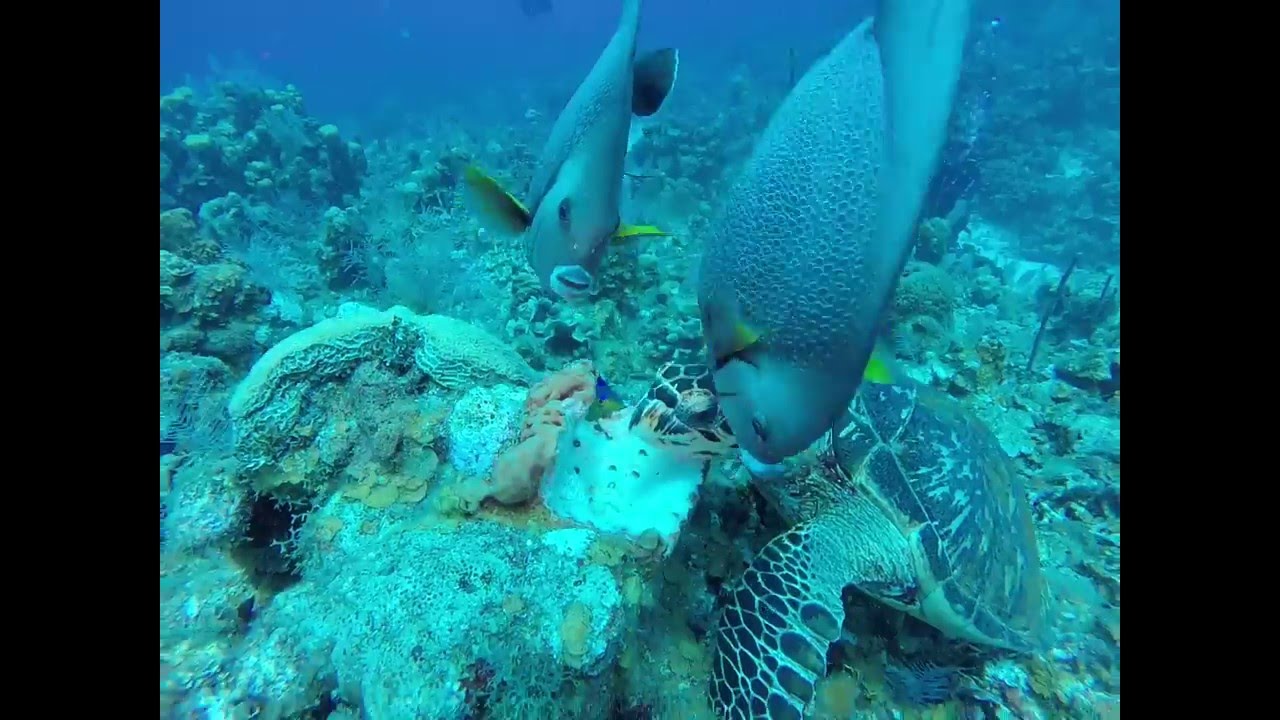 Beautiful hawskbill turtle eating coral. Roatan, Honduras - YouTube