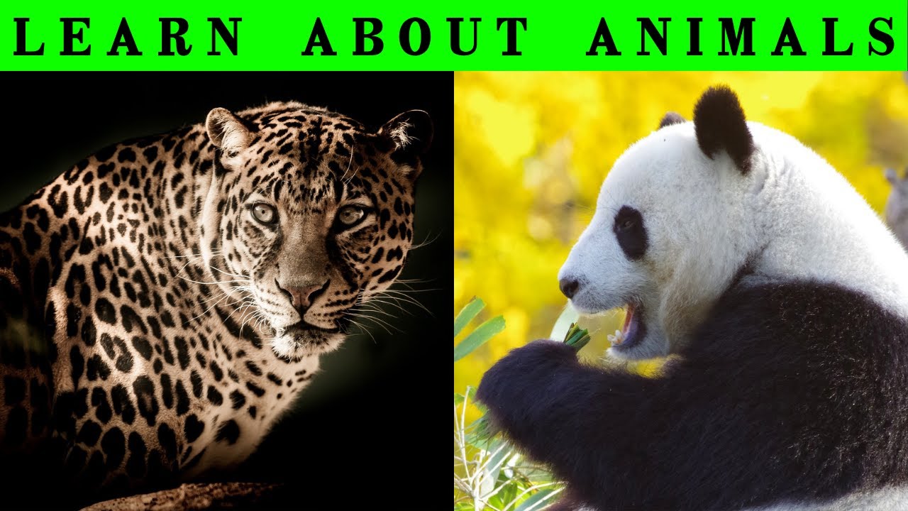 Learn and recognize more animals and names for kids - YouTube