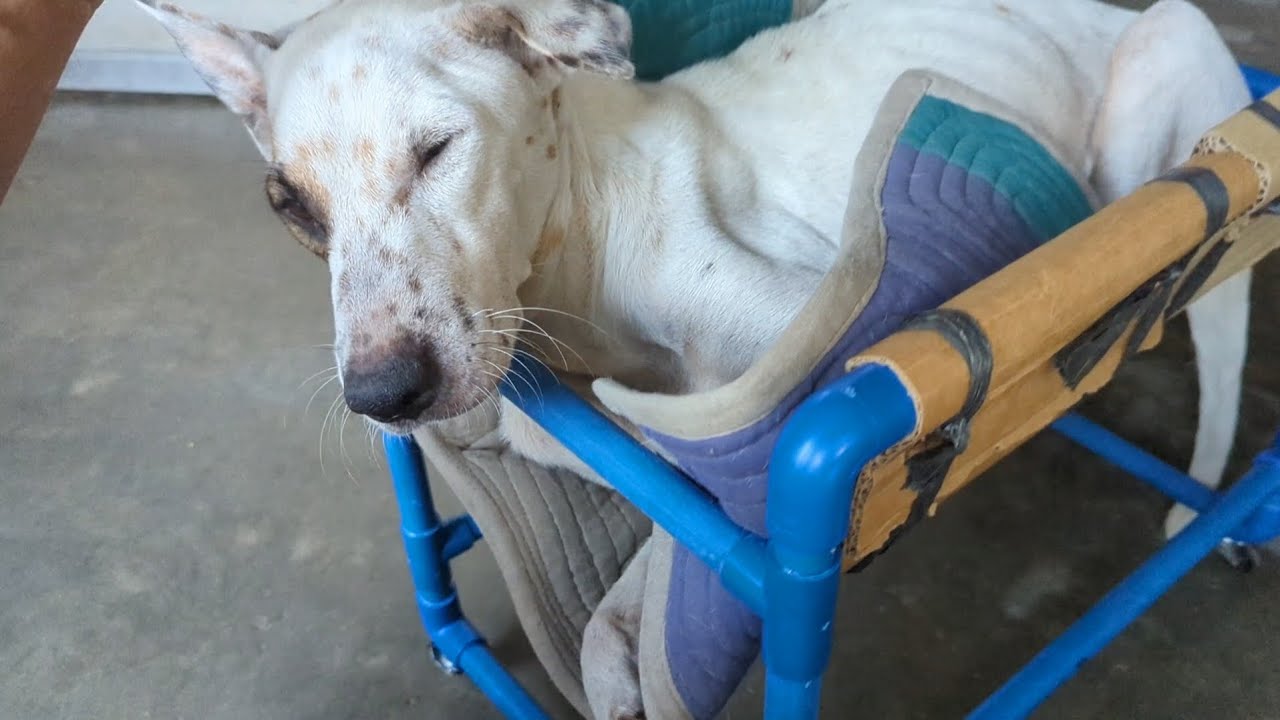 MIKMIK (PART 23): CANINE DISTEMPER VIRUS | SUDDEN PARALYSIS, TWITCHING ...