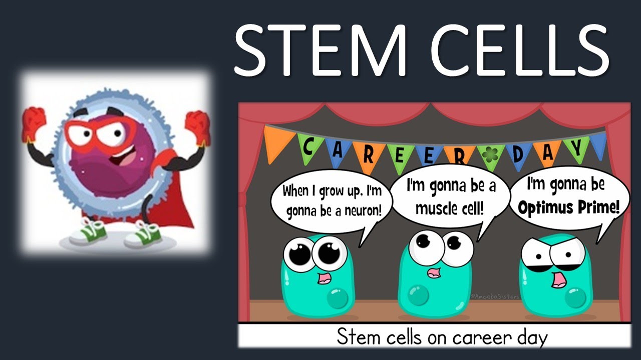 Stem cells(simple clear overview). - YouTube