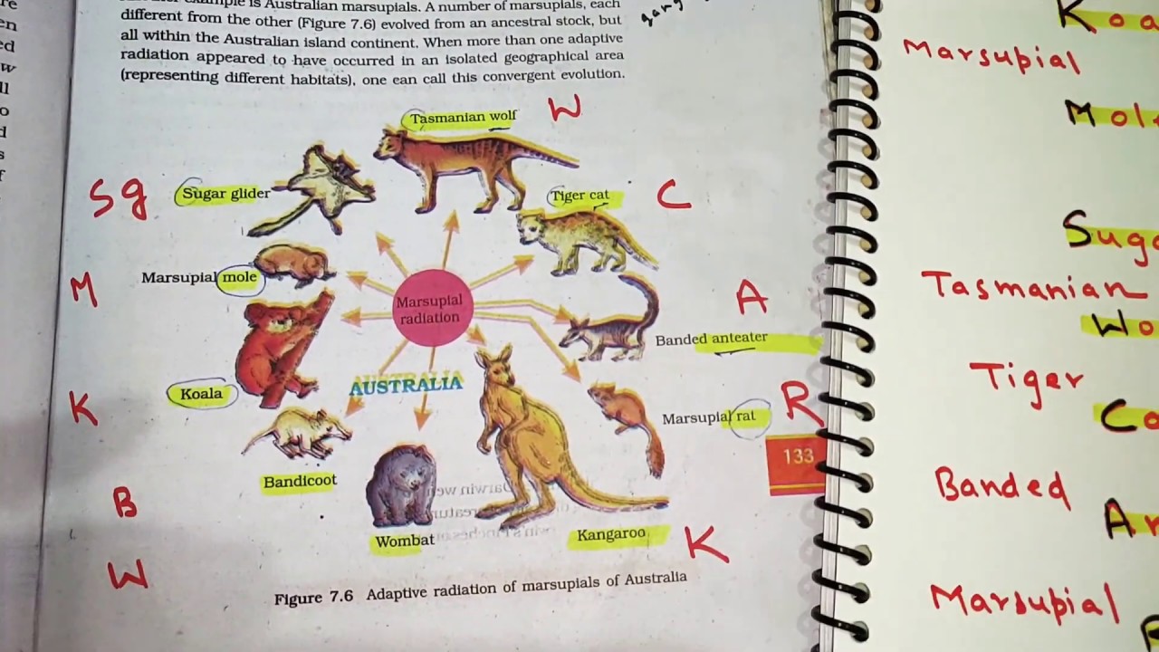 Reproduction Of Marsupials Genetic Engineering Info