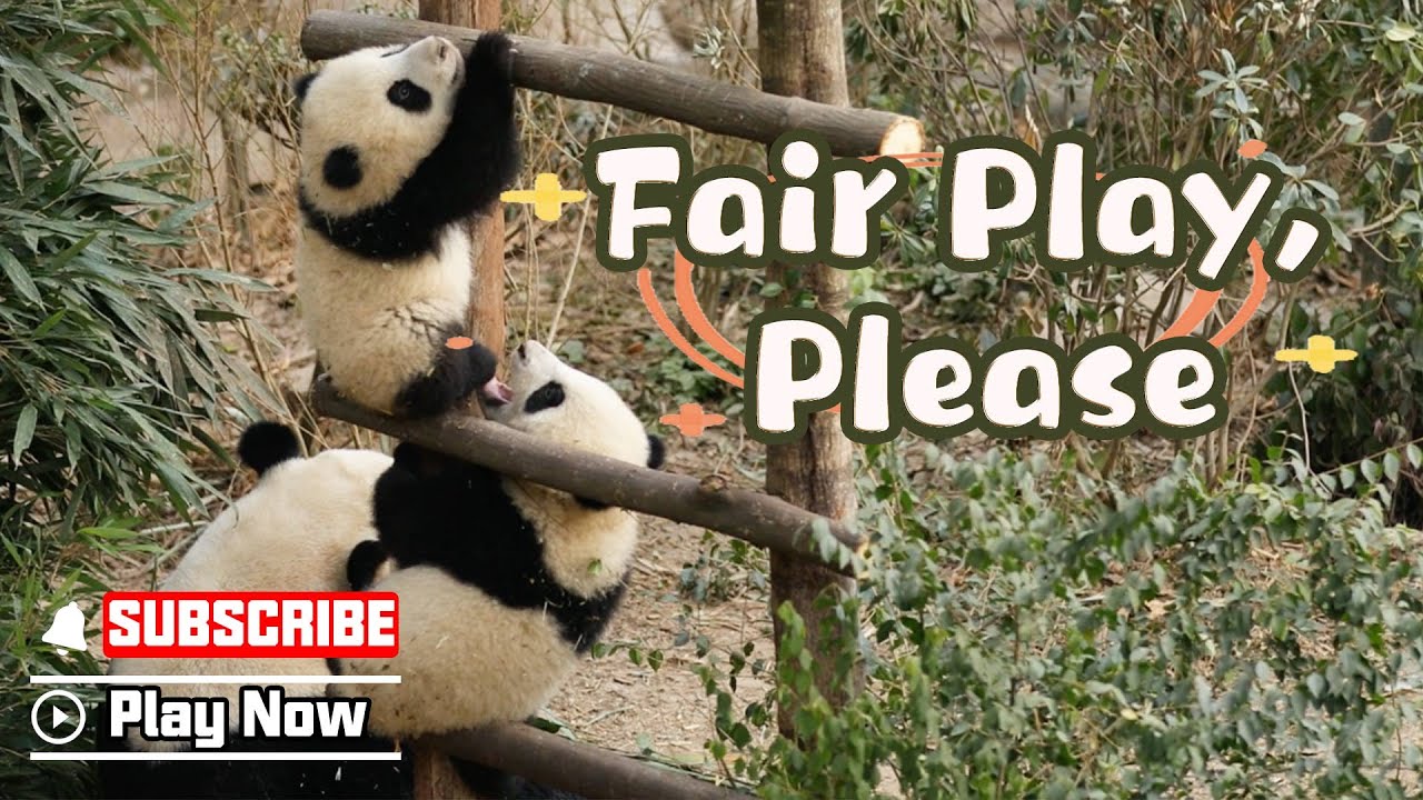 Ladder-climbing Competition Between Baby Panda Begins, Who Will Be The ...