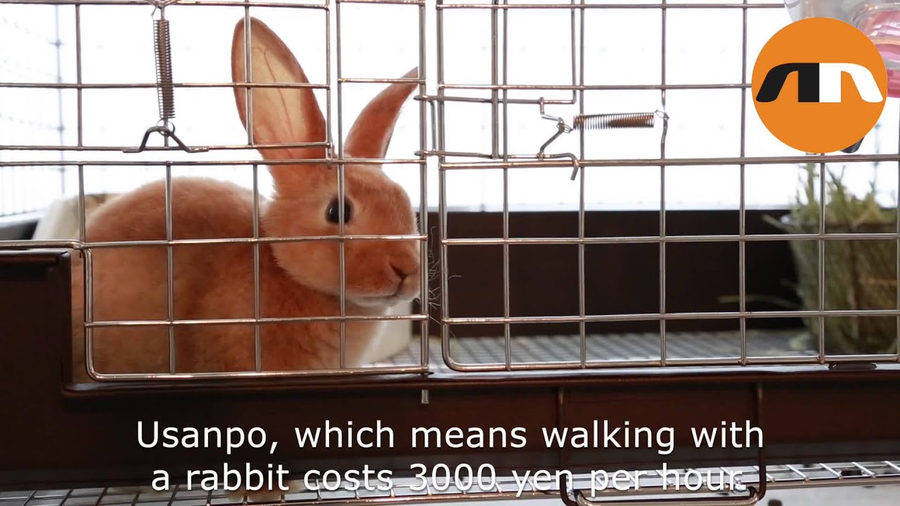 Ms. Bunny Pet Shop and Cafe in Tokyo - YouTube