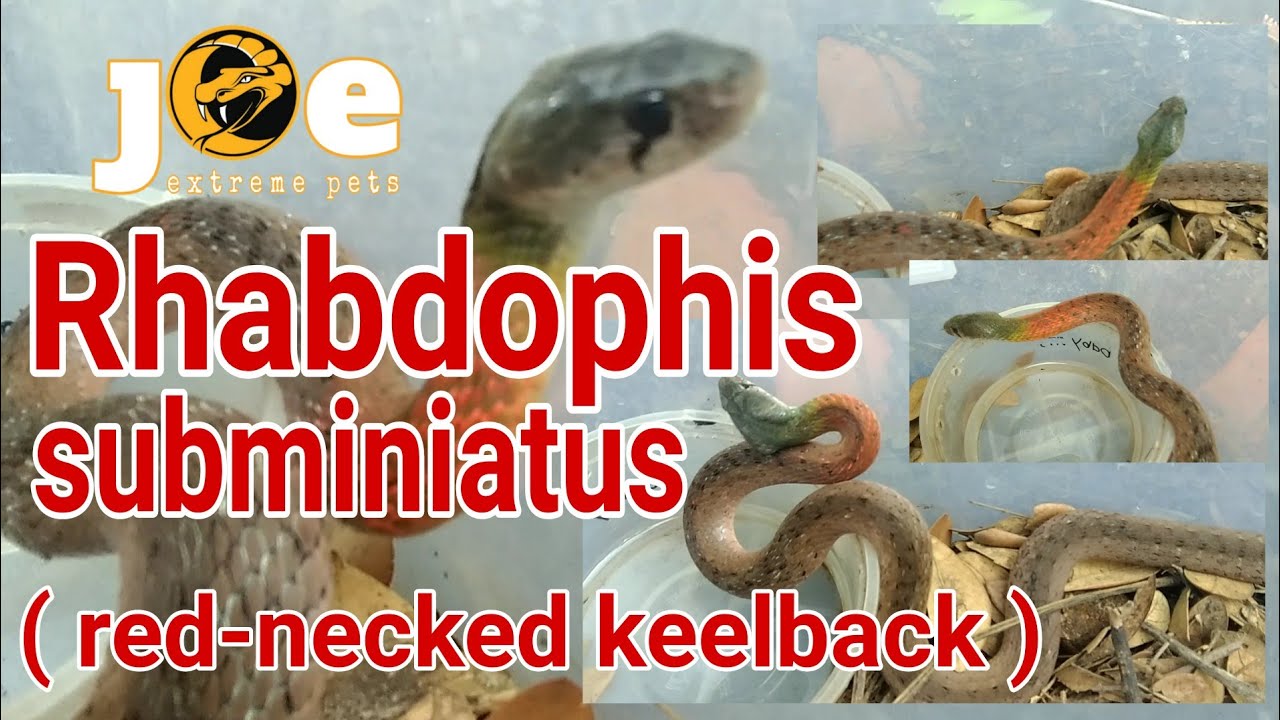 Rhabdophis subminiatus red-necked keelback - YouTube