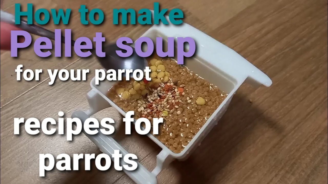 How to make pellet soup for your parrot - YouTube