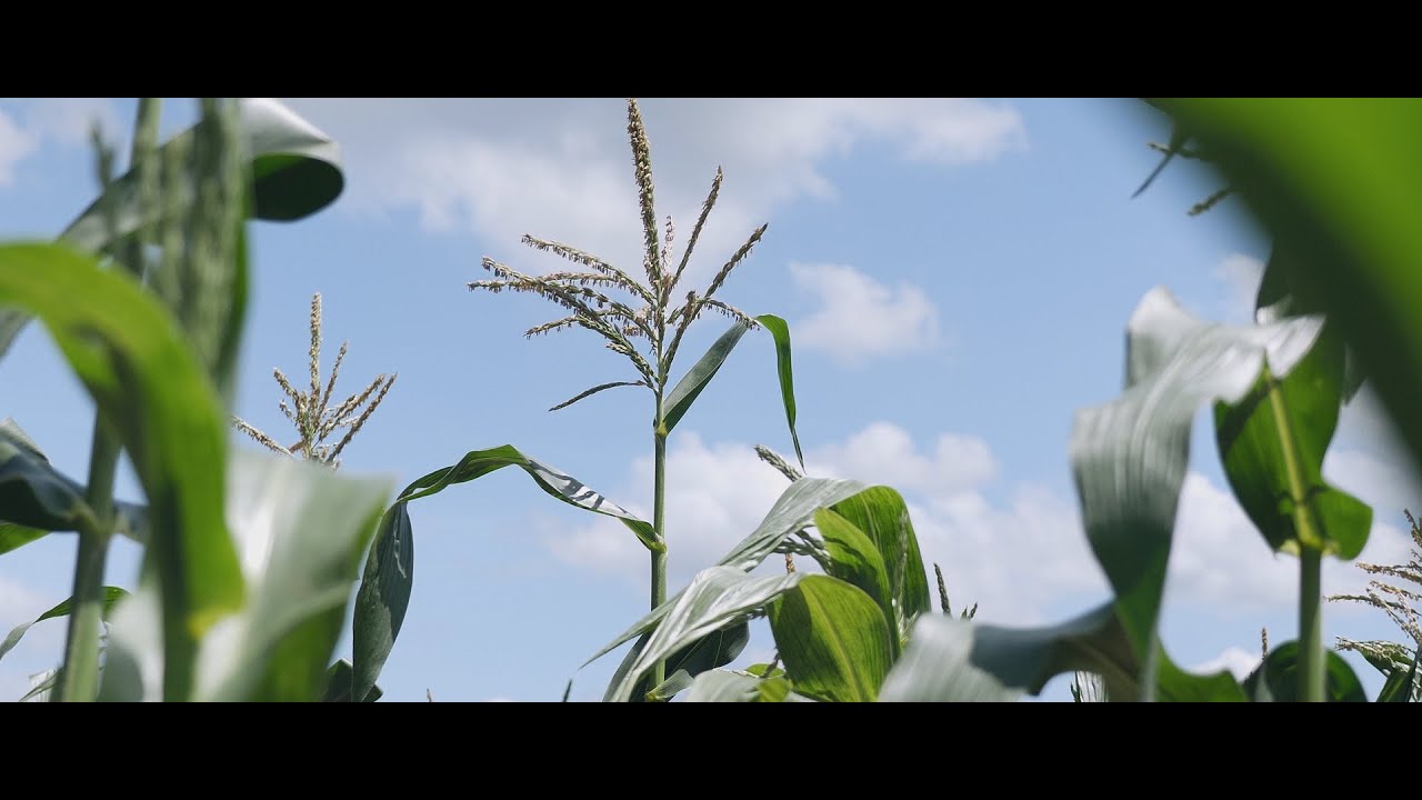 Reasor's Local - Daniels Produce - YouTube
