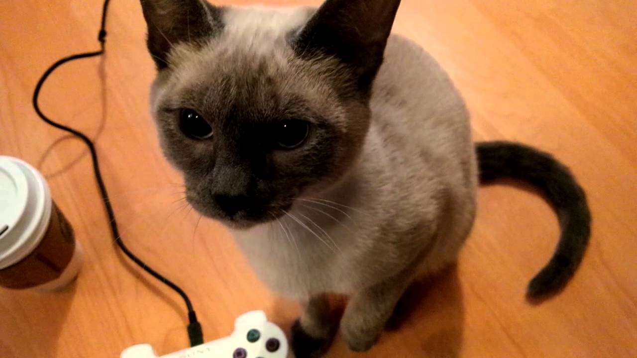 Russian blue point - YouTube