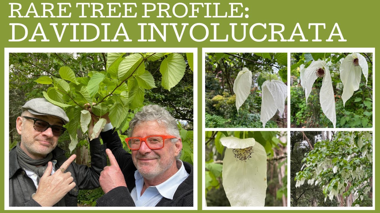 Rare tree profile: Davidia involucrata or the dove-tree or handkerchief ...