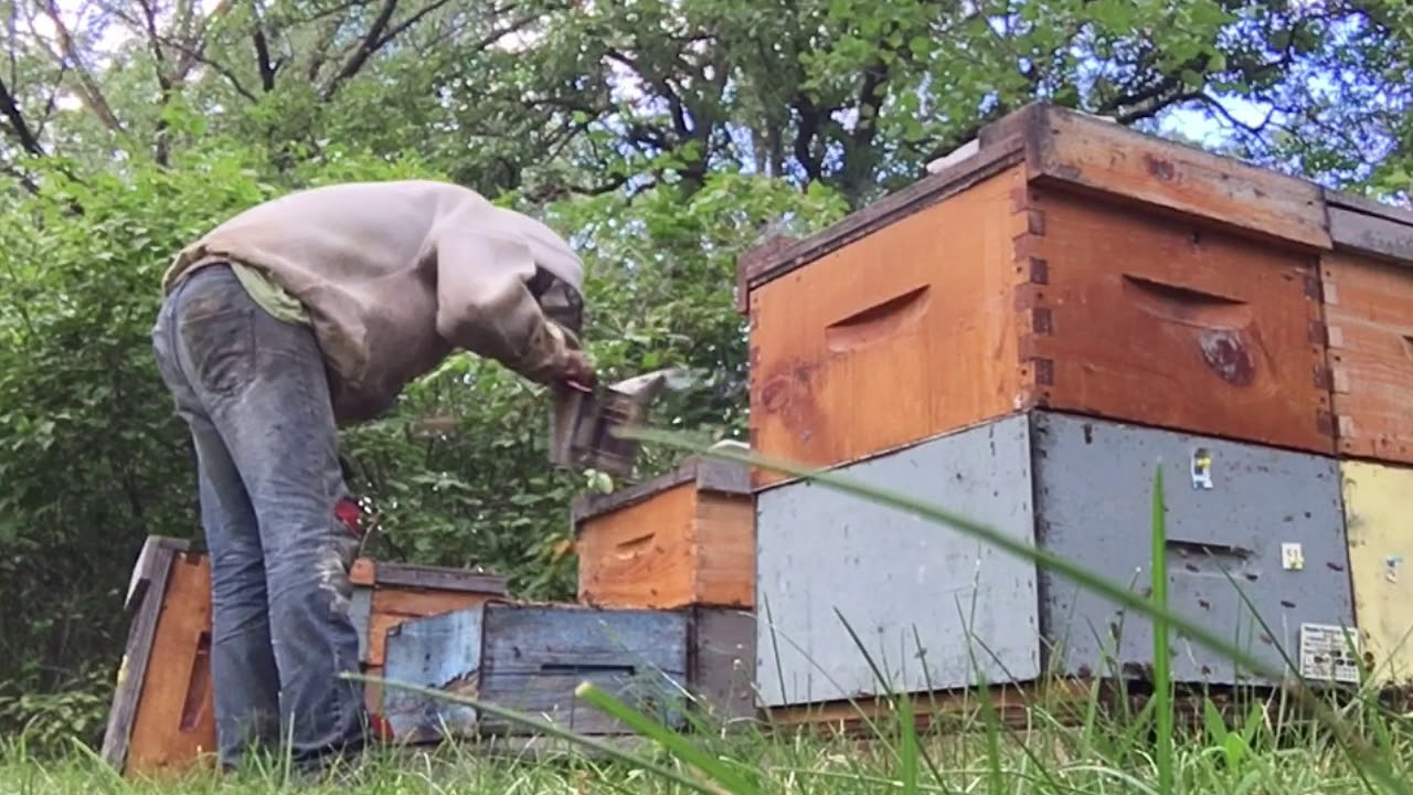 Dropping patties, culling hives, slogging through the work - YouTube