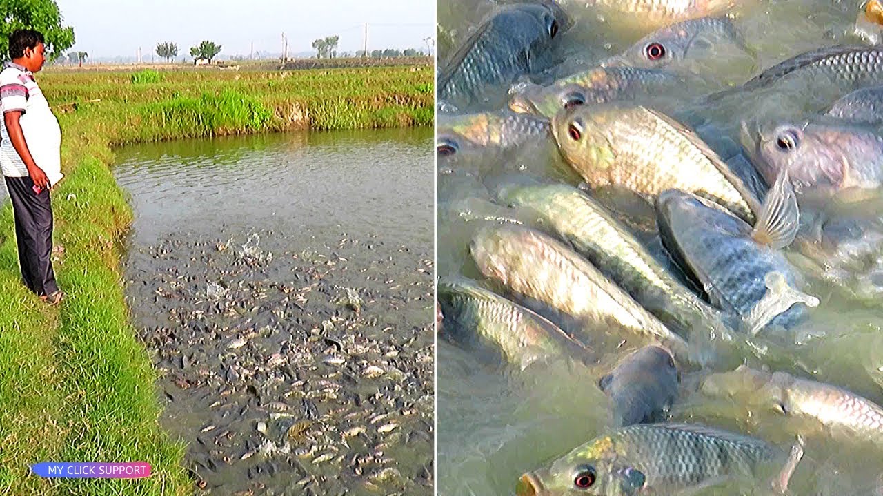 Monosex Tilapia Aquaculture an Ecologically sustainable and profitable ...