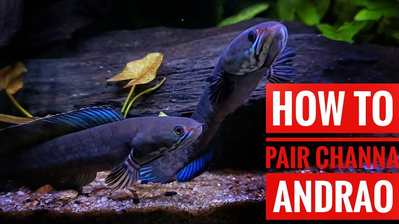 How to Pair CHANNA Andrao 🐟 Breeding channa andrao| Aqua Adventure ...