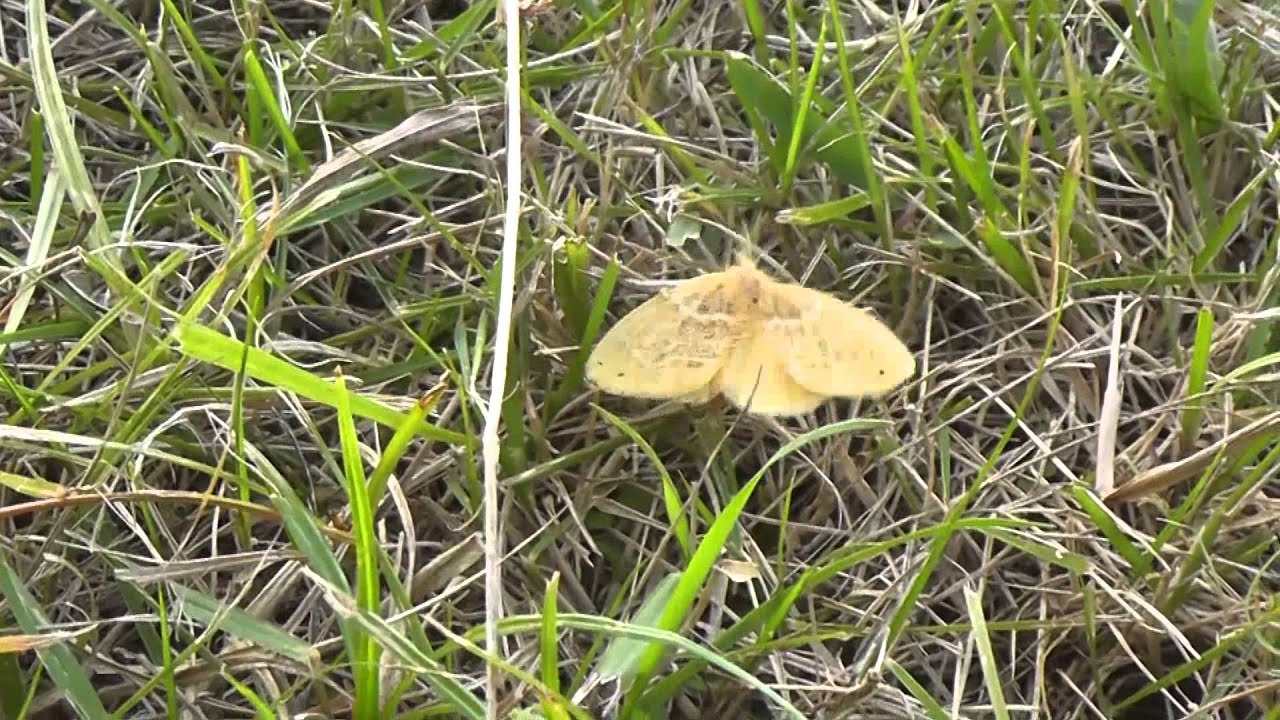 Tea tussock moth (Arna pseudoconspersa) - YouTube