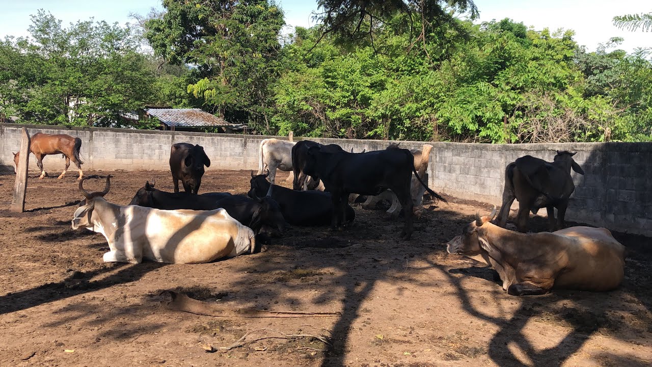 My cows - YouTube