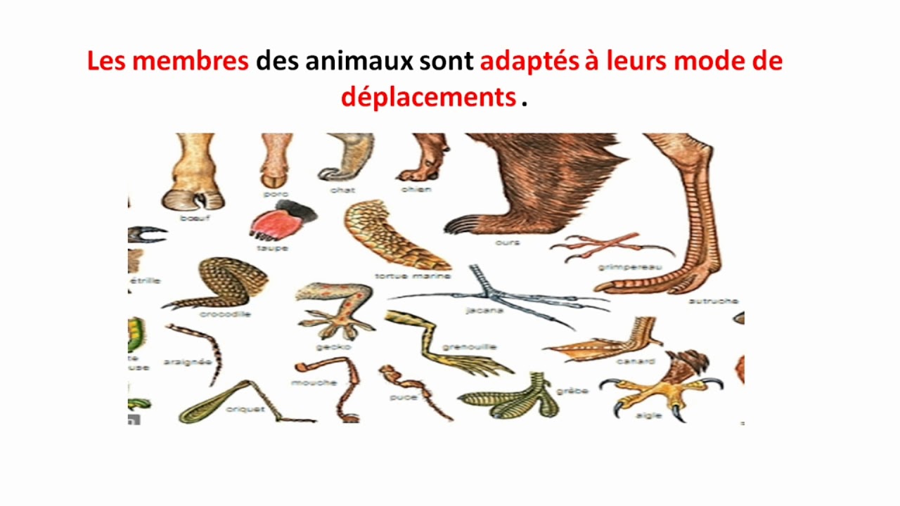 MELLE SIHAM deplacemnt des annimaux SVT CE3 - YouTube