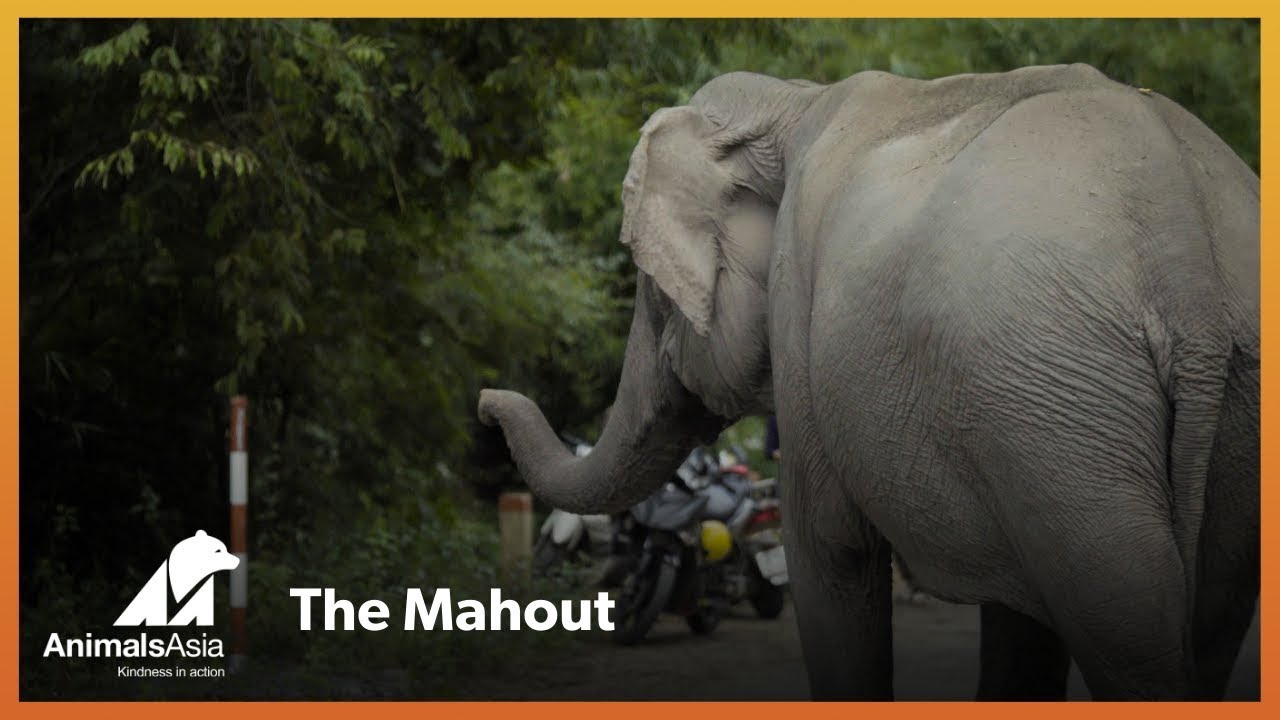 The Mahout - An Animals Asia film - YouTube