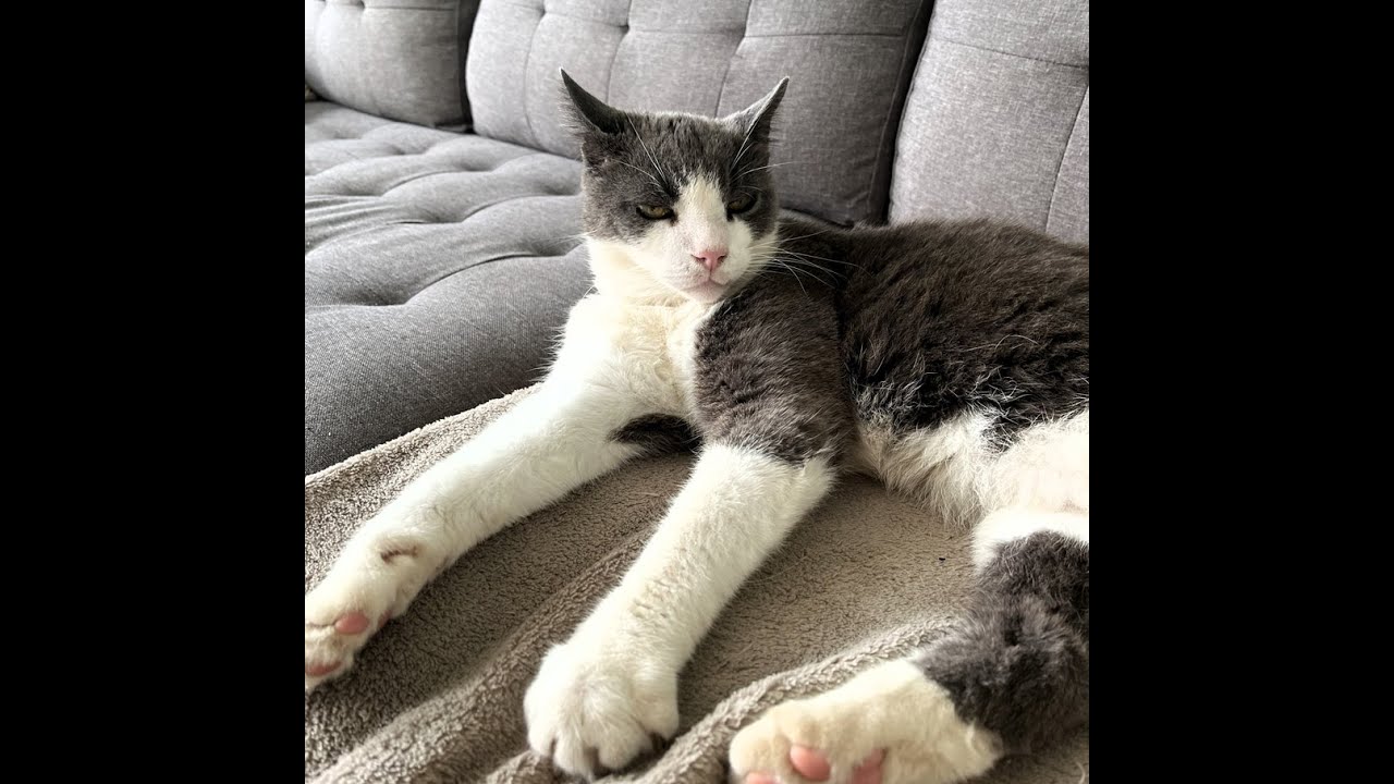 CUTE AND FUNNY ANIMALS! 115 - YouTube