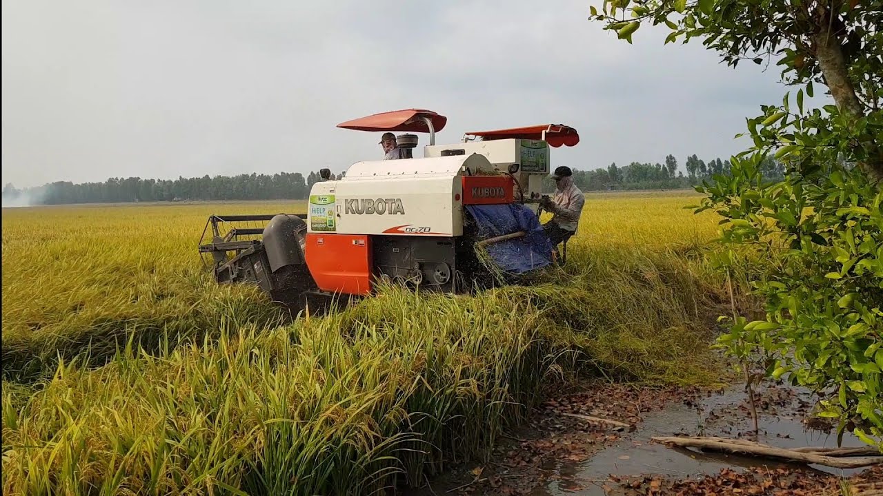 MAY CAT LUA KUBOTA #283, MÁY GẶT LÚA DC70 CẮT LÚA ĐÔNG XUÂN, COMBINE ...