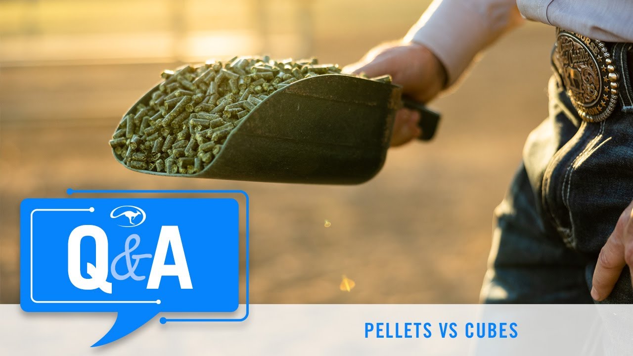 Feeding Your Horse Pellets vs Cubes - Q&A - YouTube