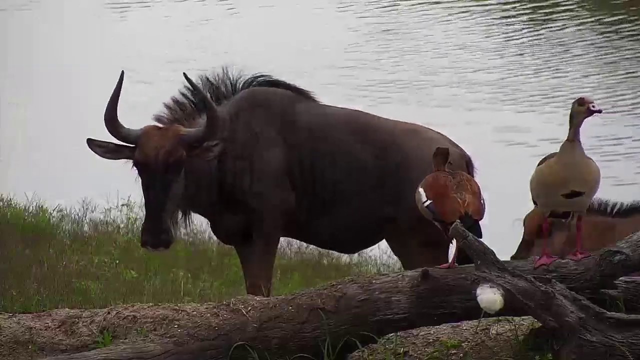 Djuma: Sights and sounds - 08:45 - 01/23/2020 - YouTube