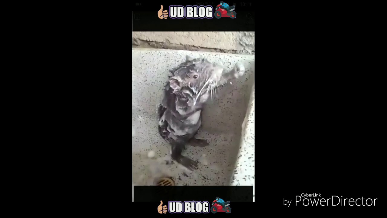 Dancing and singing rat - YouTube