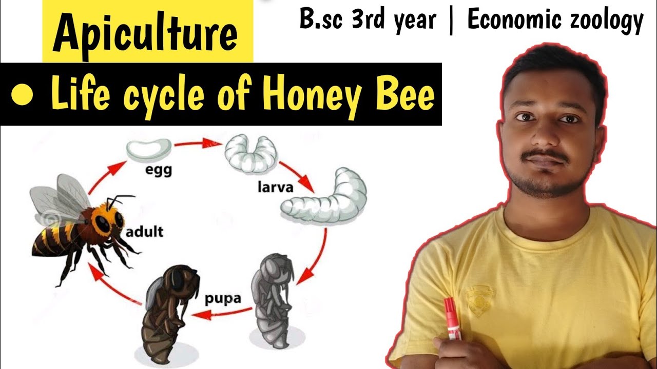 Life cycle of Honey bee | Life cycle | Apis indica | Bsc 3rd year ...