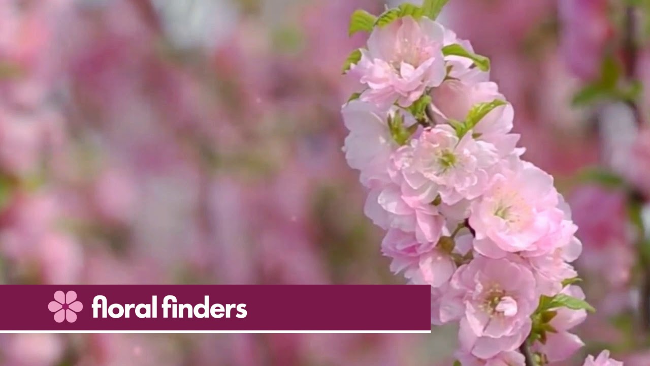 Floral Lower Thirds - YouTube