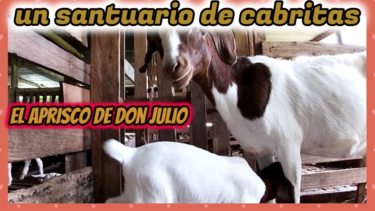 EL UNICO APRISCO DE EL SALVADOR - YouTube