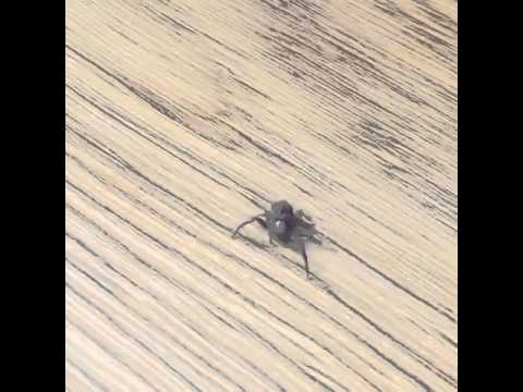 A spider waving - YouTube