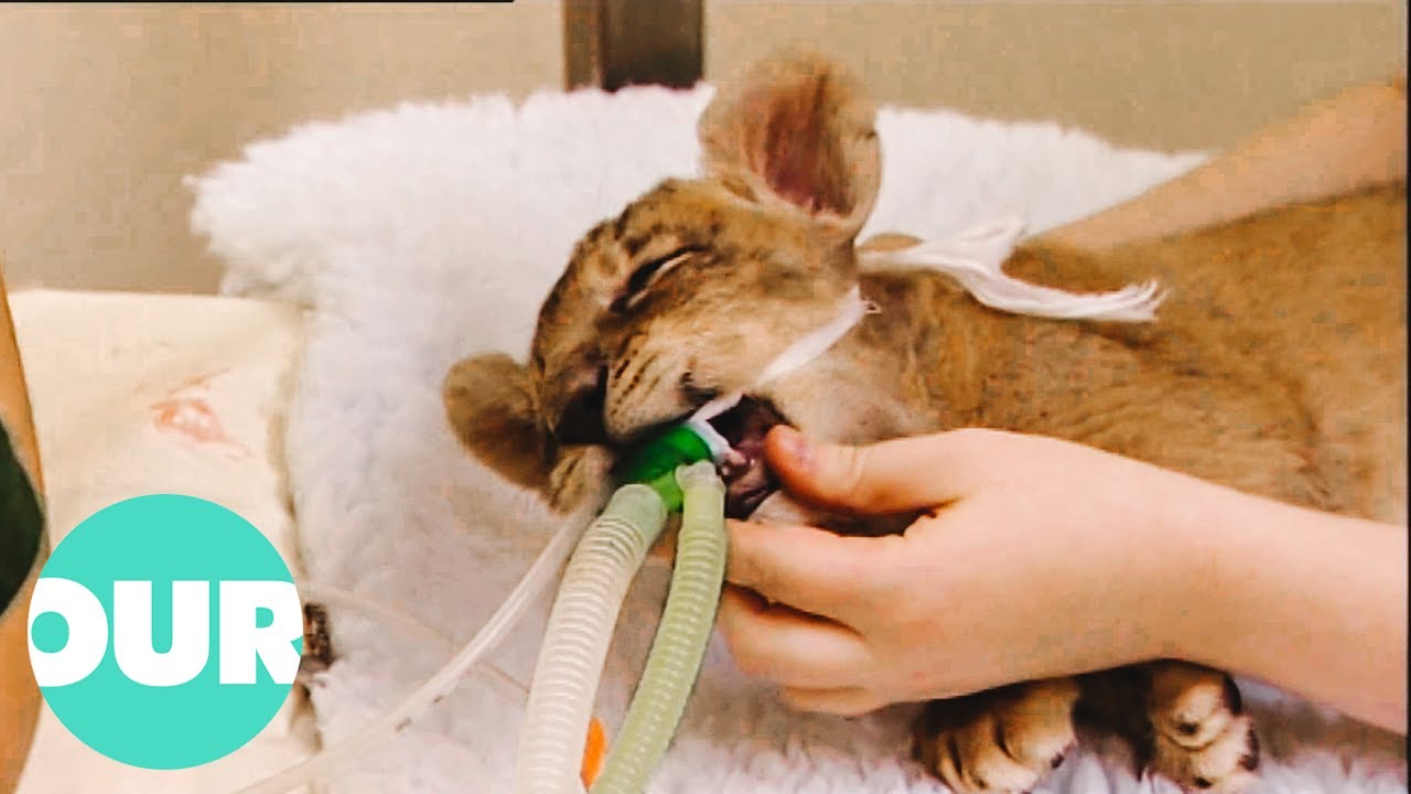 Tiny Lion Cub Sent For X-Ray At Chester Zoo | Zoo Days | Our World ...