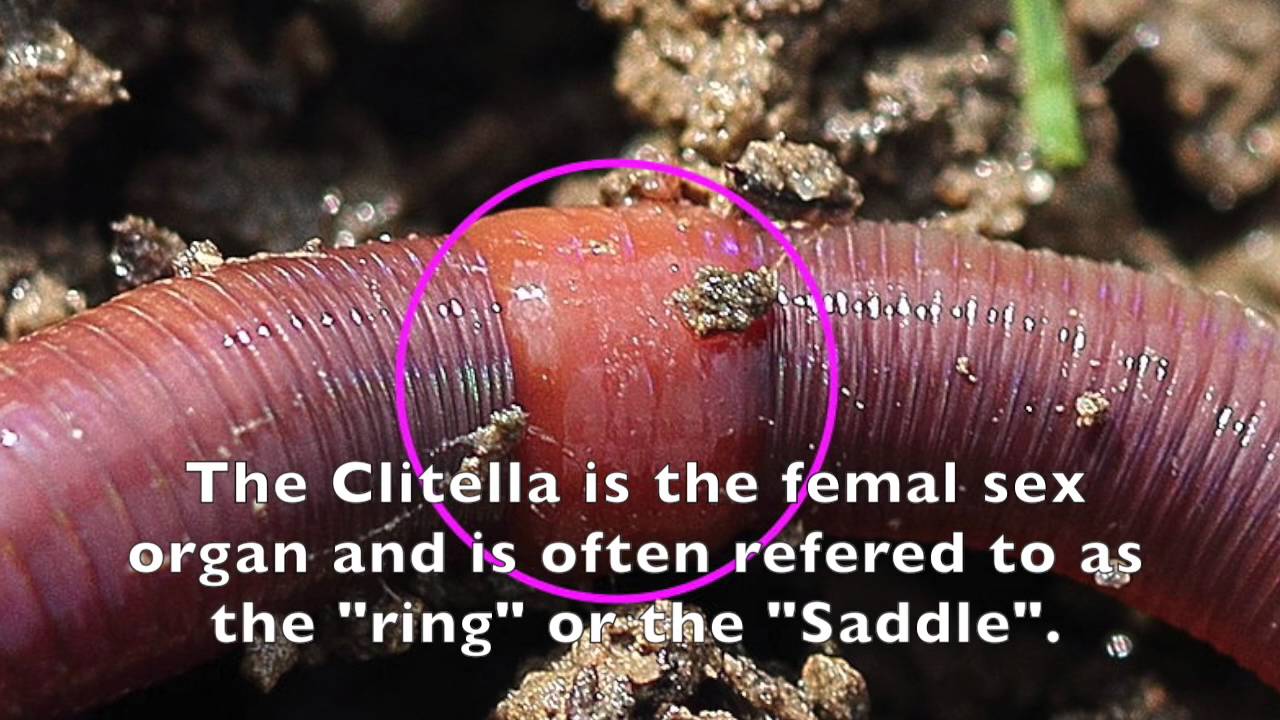 Grade 11 Animal Diversity Video: Lubricous Terrestris - YouTube