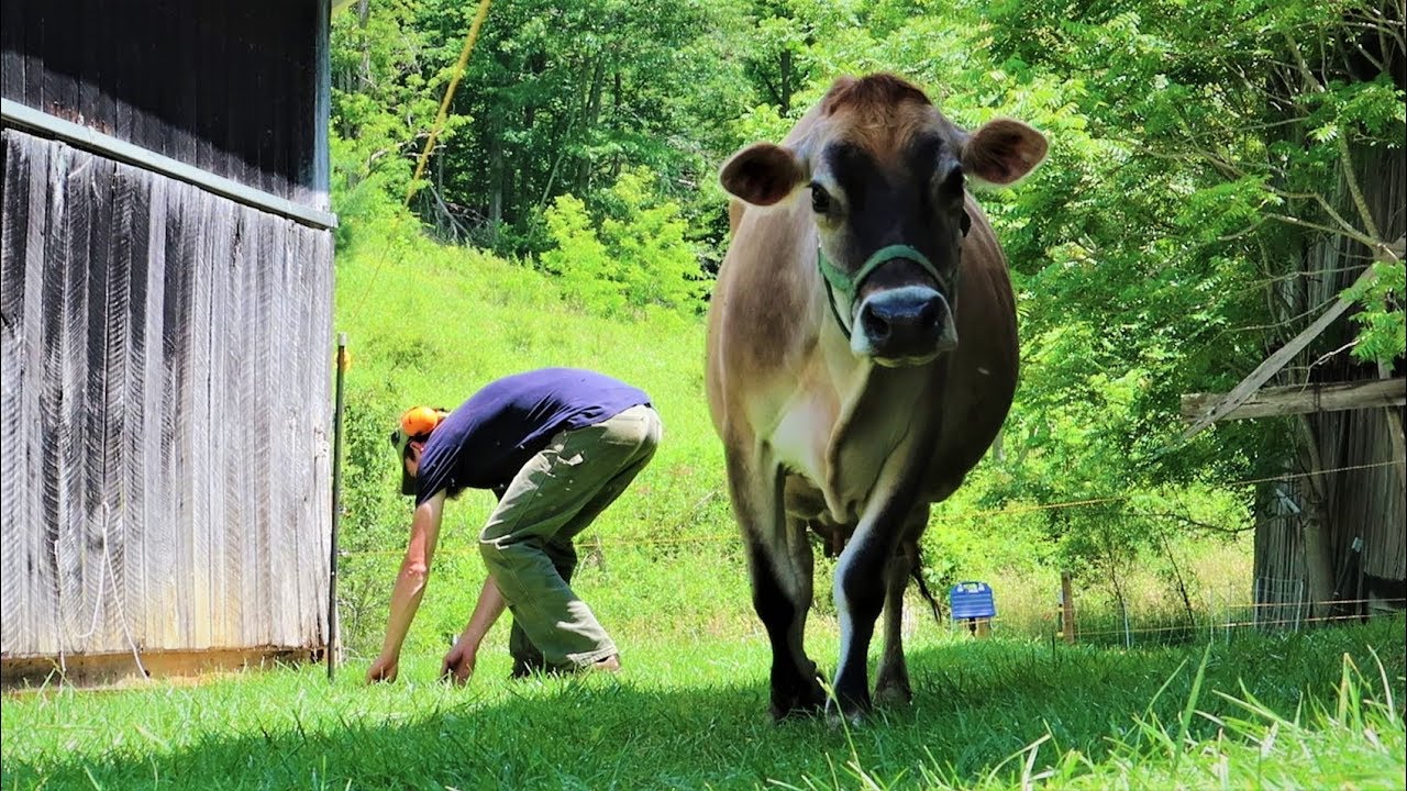 Mowing The Lawn - With Our Family Milk Cow - YouTube