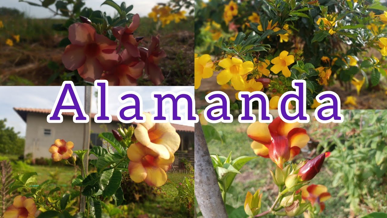 ALAMANDA FLORIDA CORES e TONS diferentes+(como fazer mudas)# JARDIM# ...