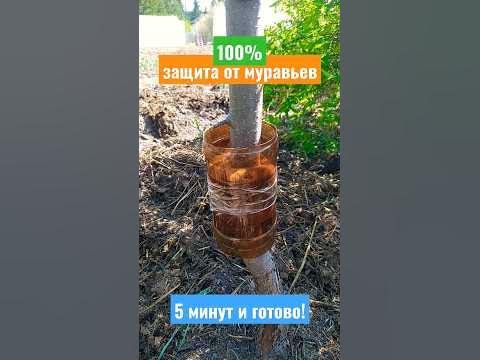 100% защита от муравьев #муравьи #муравьиборьба #огород #дача #сад ...