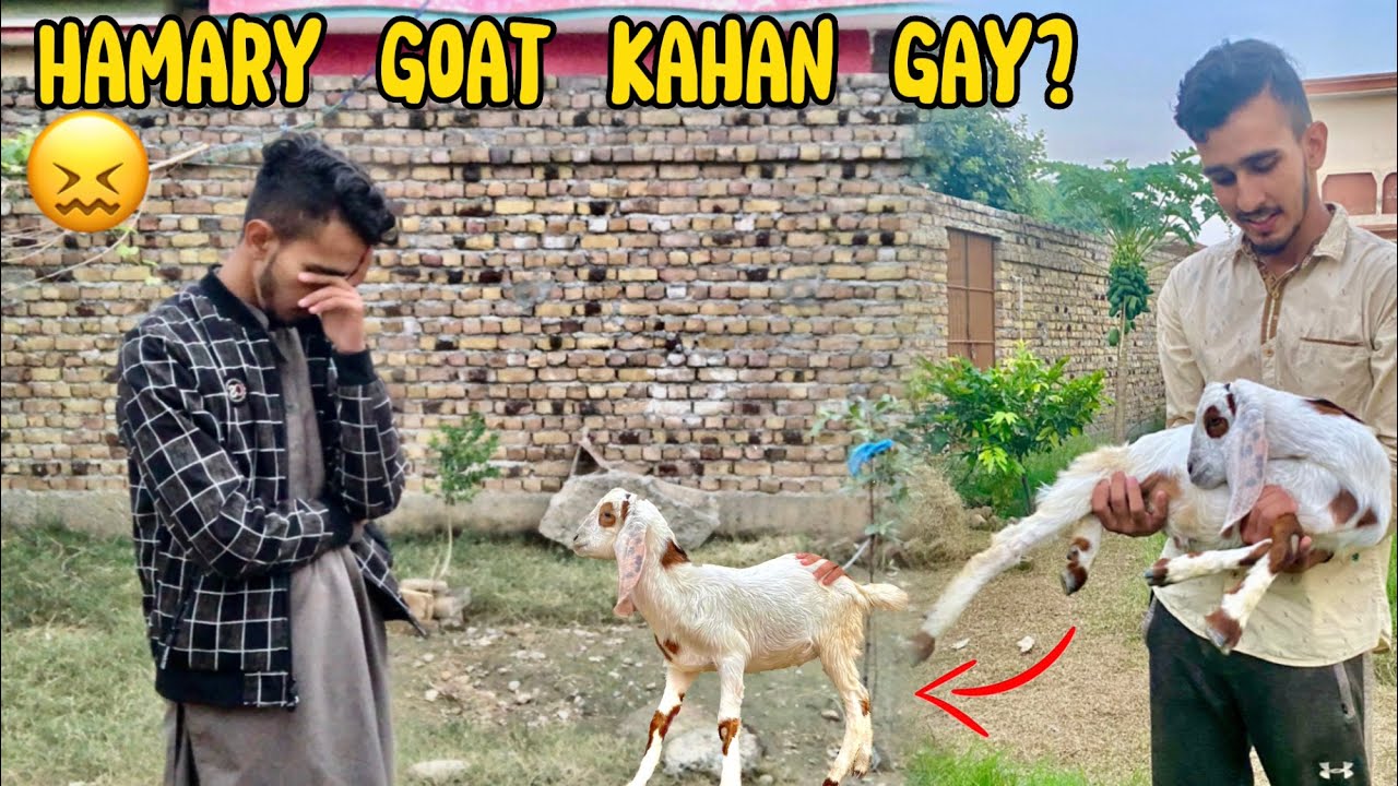 Hamary Goat Kahan Gay? 😖 - YouTube