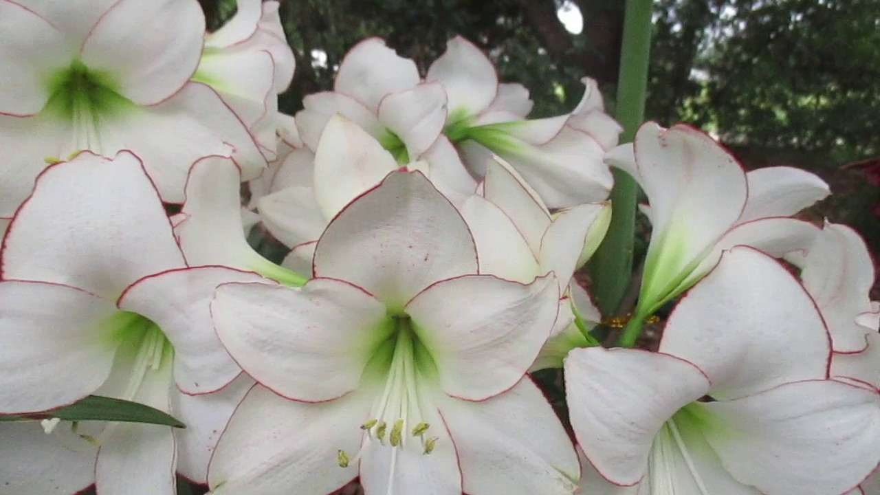 Picotee Amaryllis in Bloom - YouTube